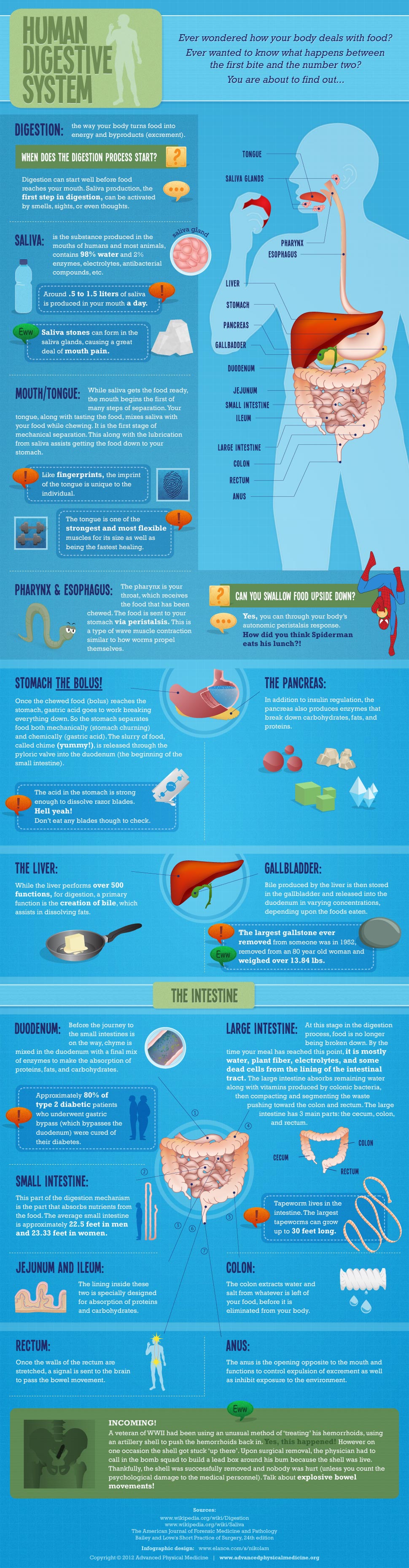 Pros And Cons Of The Human Digestive System Pros And Cons Of The Human Digestive System