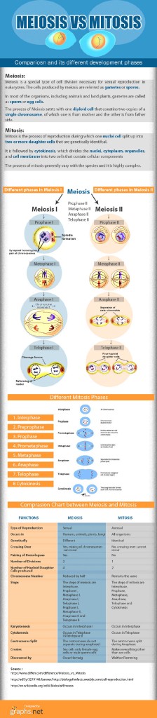 Binary Fission vs Mitosis - HRF
