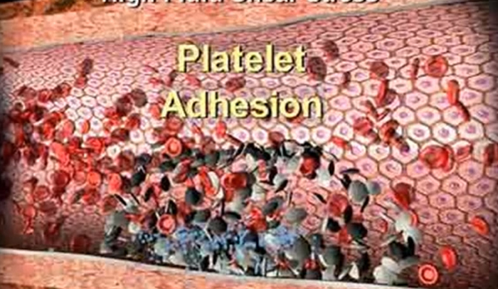 APTT Blood Test Results Explained - HRF