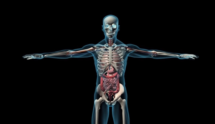 VLDL Blood Test Results Fully Explained - HRF